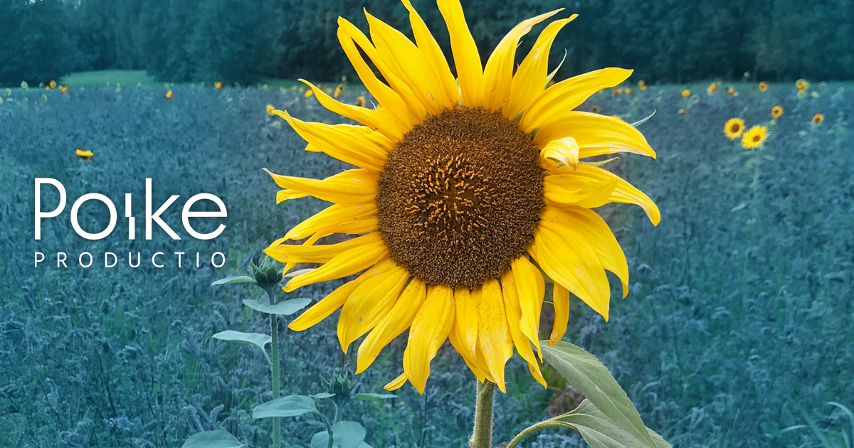 Poike Productio – Production Company